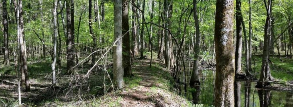 Wambaw Swamp Stomp - Cordesville , SC 05/11/2024