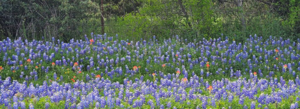 Bluebonnet Trail Run - Marble Falls , TX 03/28/2027